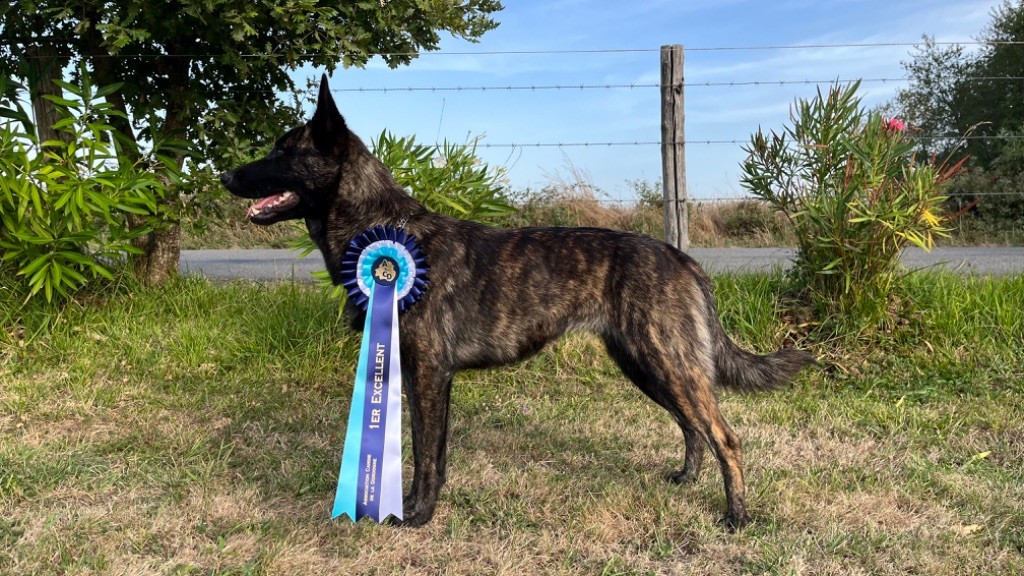 Accueil - Elevage Angele Henri - eleveur de chiens Berger hollandais